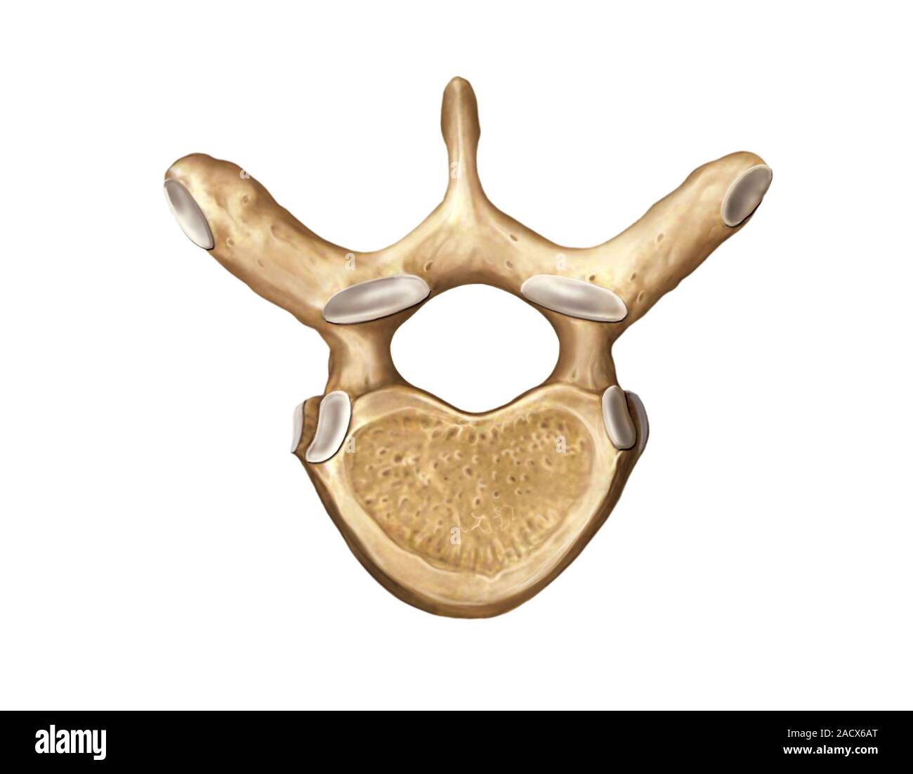 Illustration of the thoracic vertebra of vertebral column. This ...