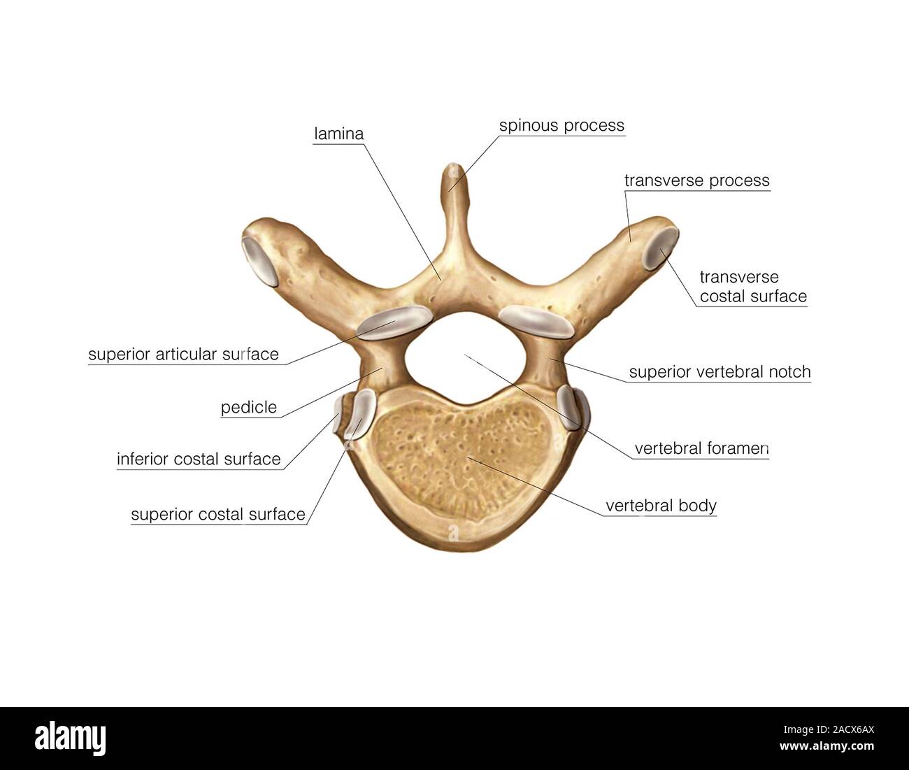 Illustration of the thoracic vertebra of vertebral column. This superior view labelled ...