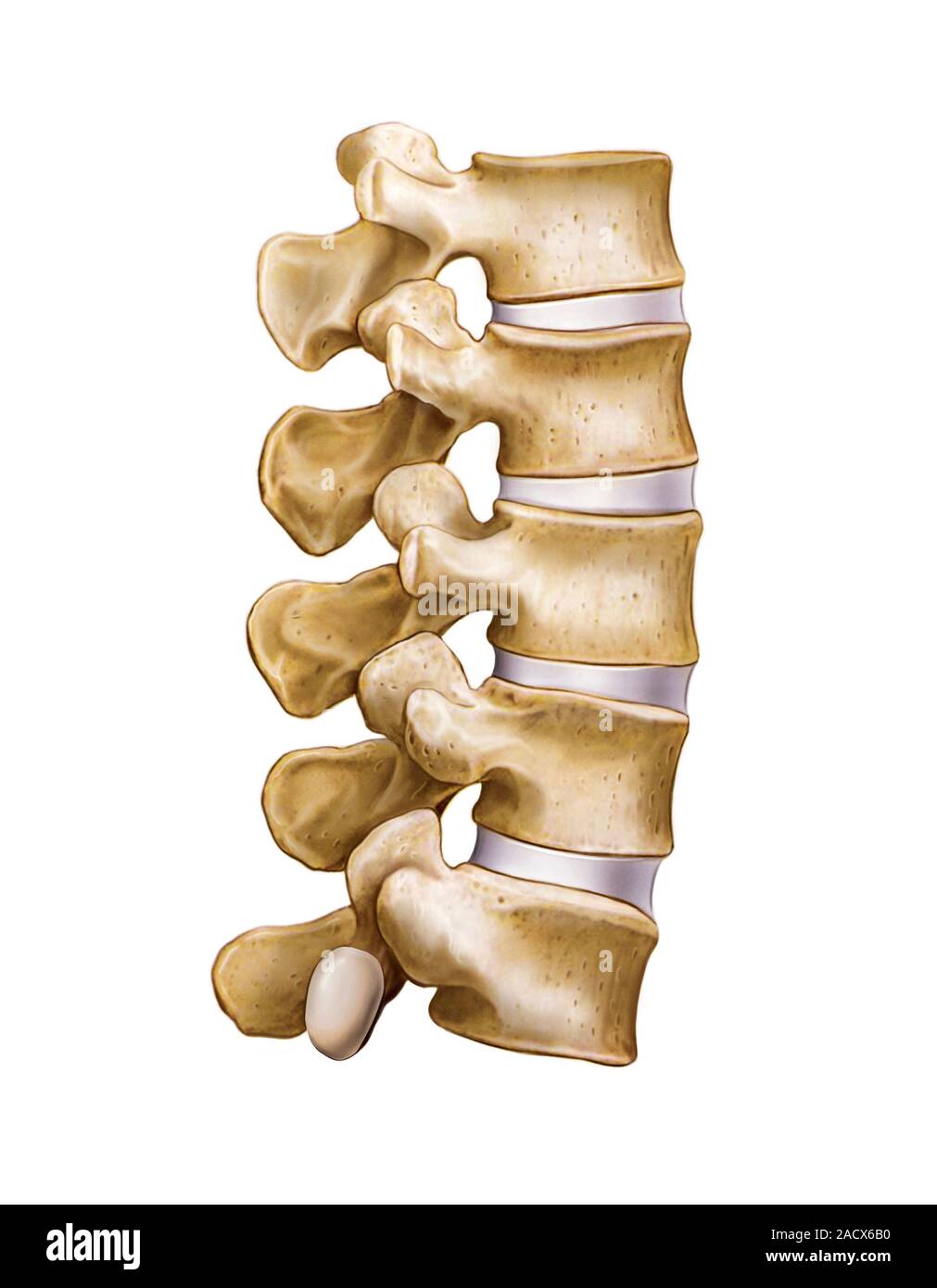 Illustration of the lumbar part of vertebral column. This right lateral ...