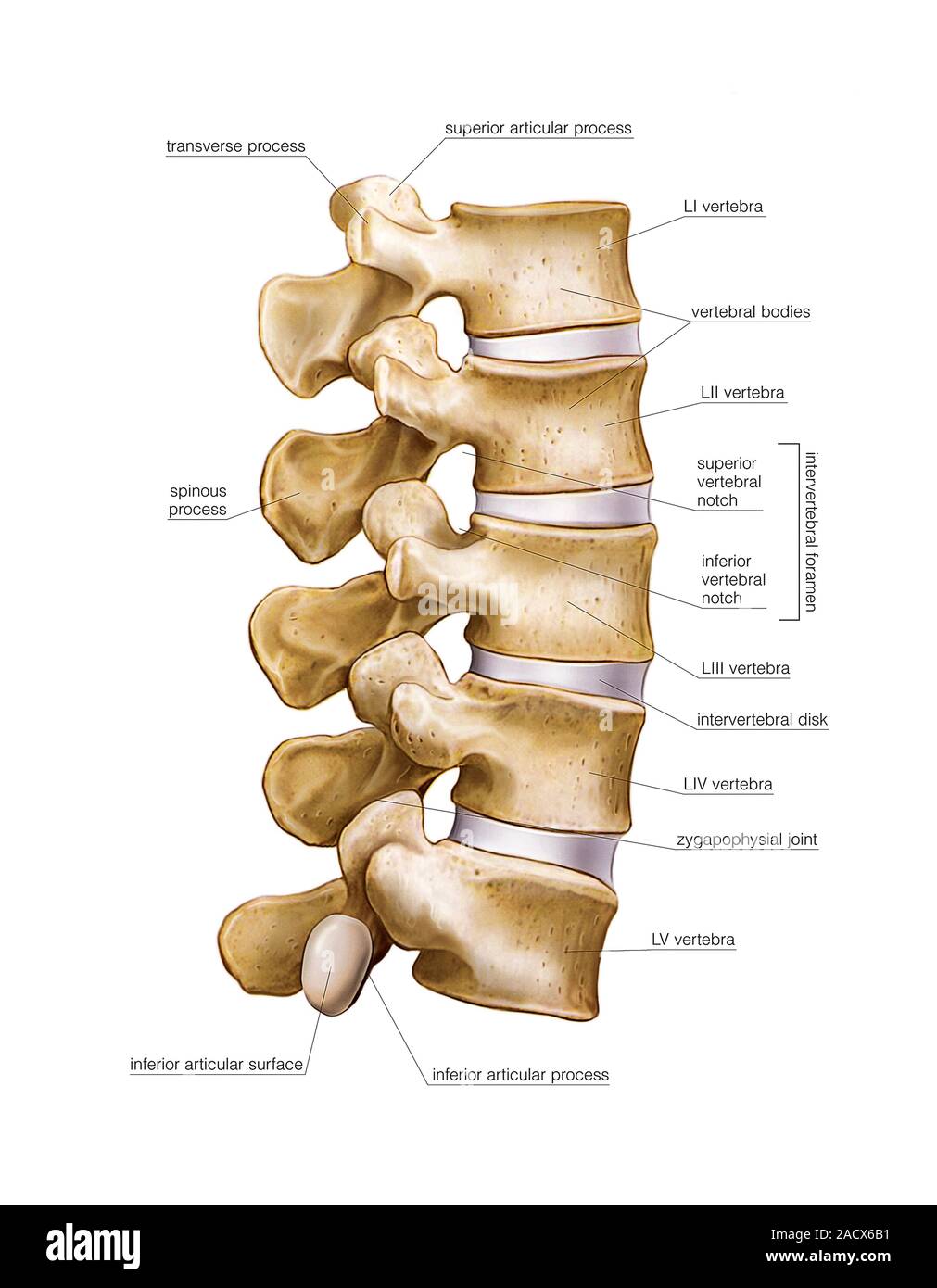 Illustration of the lumbar part of vertebral column. This right lateral ...