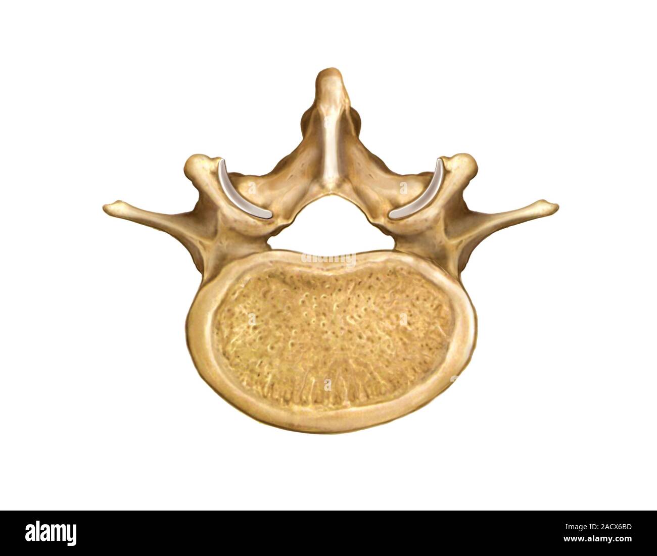 Illustration of the lumbar vertebra of vertebral column. This superior ...
