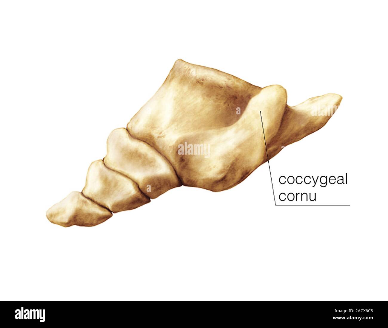 Coccyx Anatomy