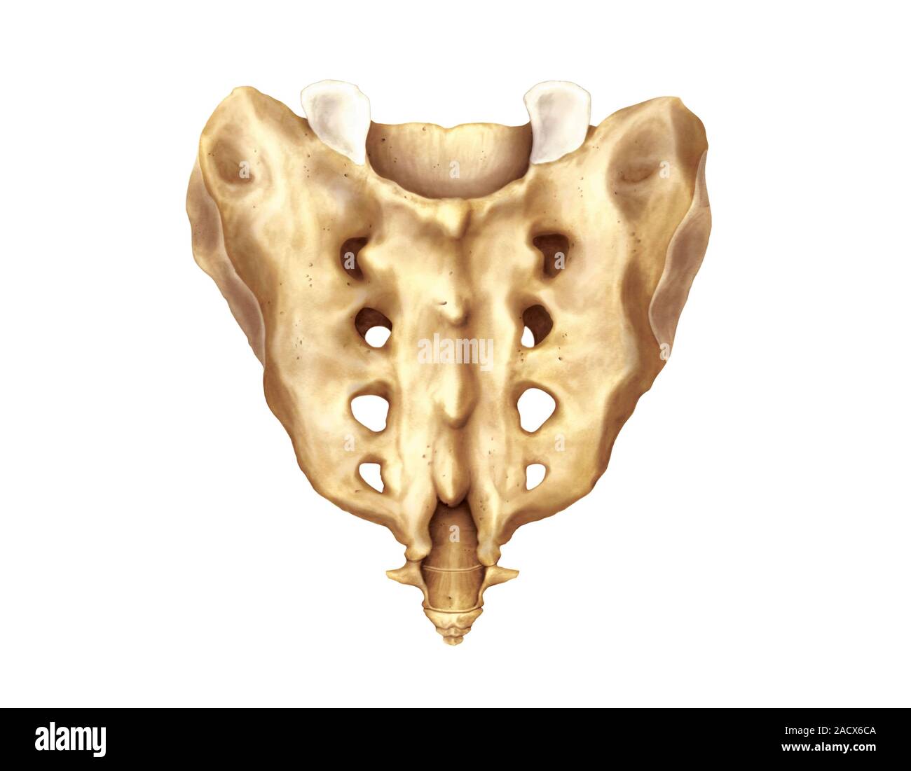 Illustration of the sacrum of vertebral column. This posterior view ...