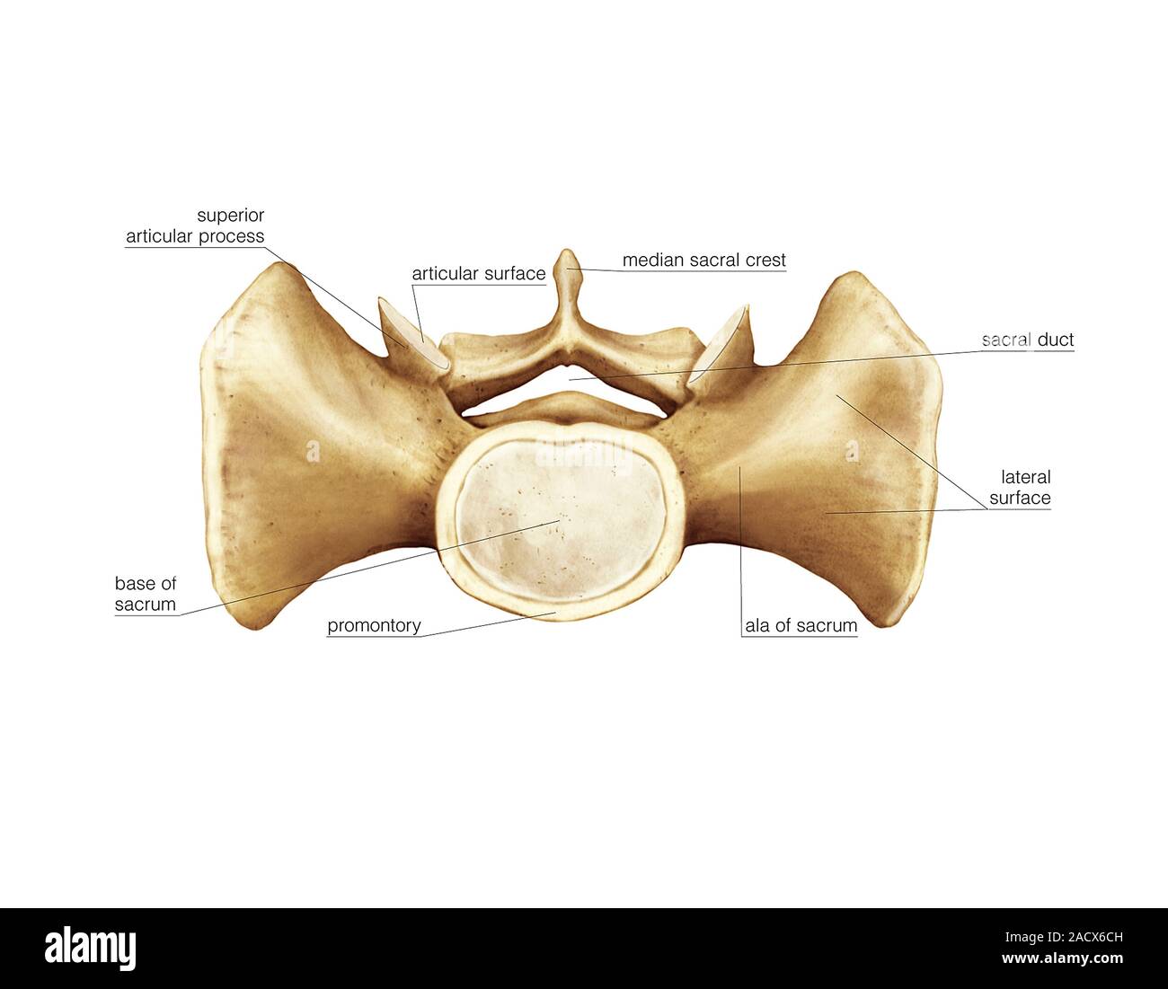 Illustration of the sacrum of vertebral column. This superior view ...