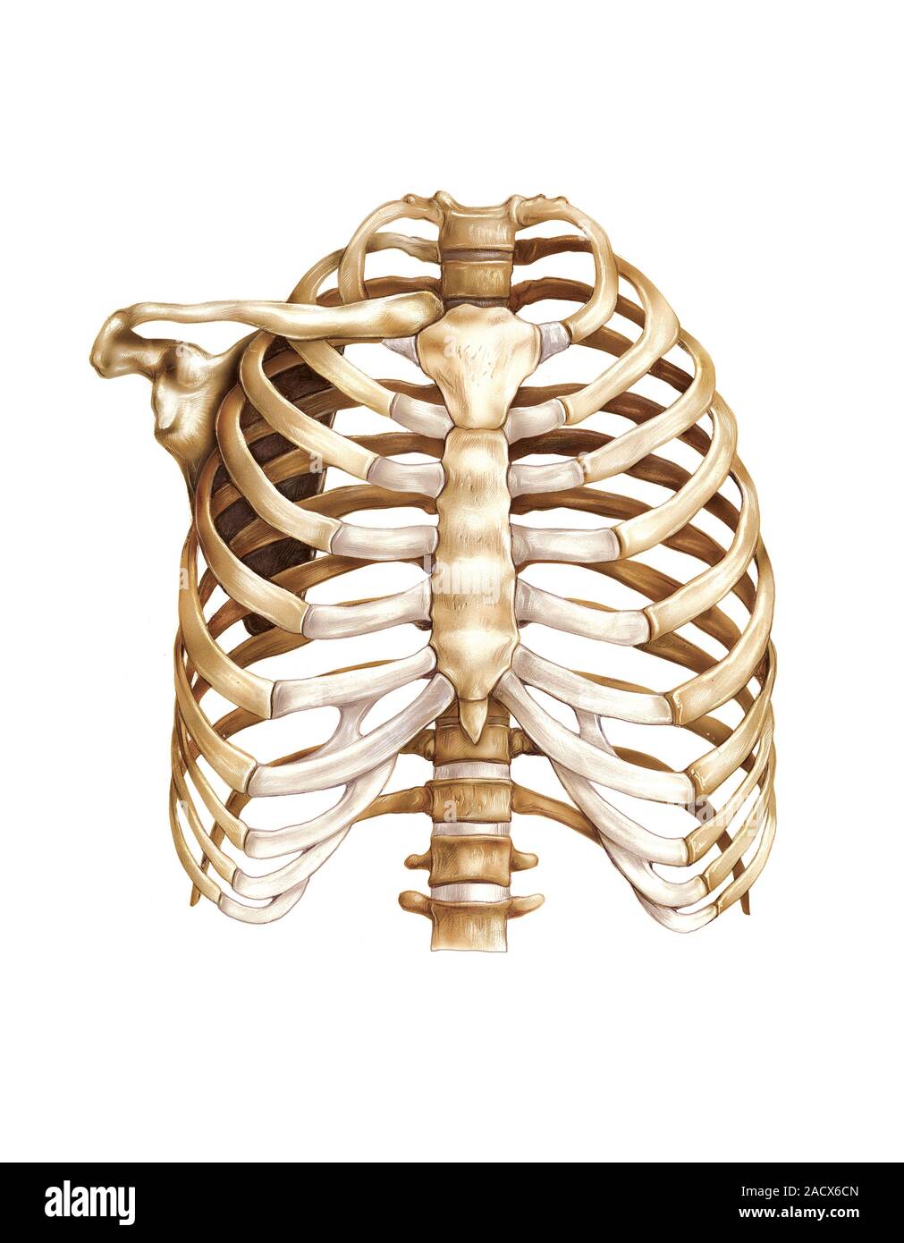Illustration of the trunk with the thoracic cavity. This anterior view ...