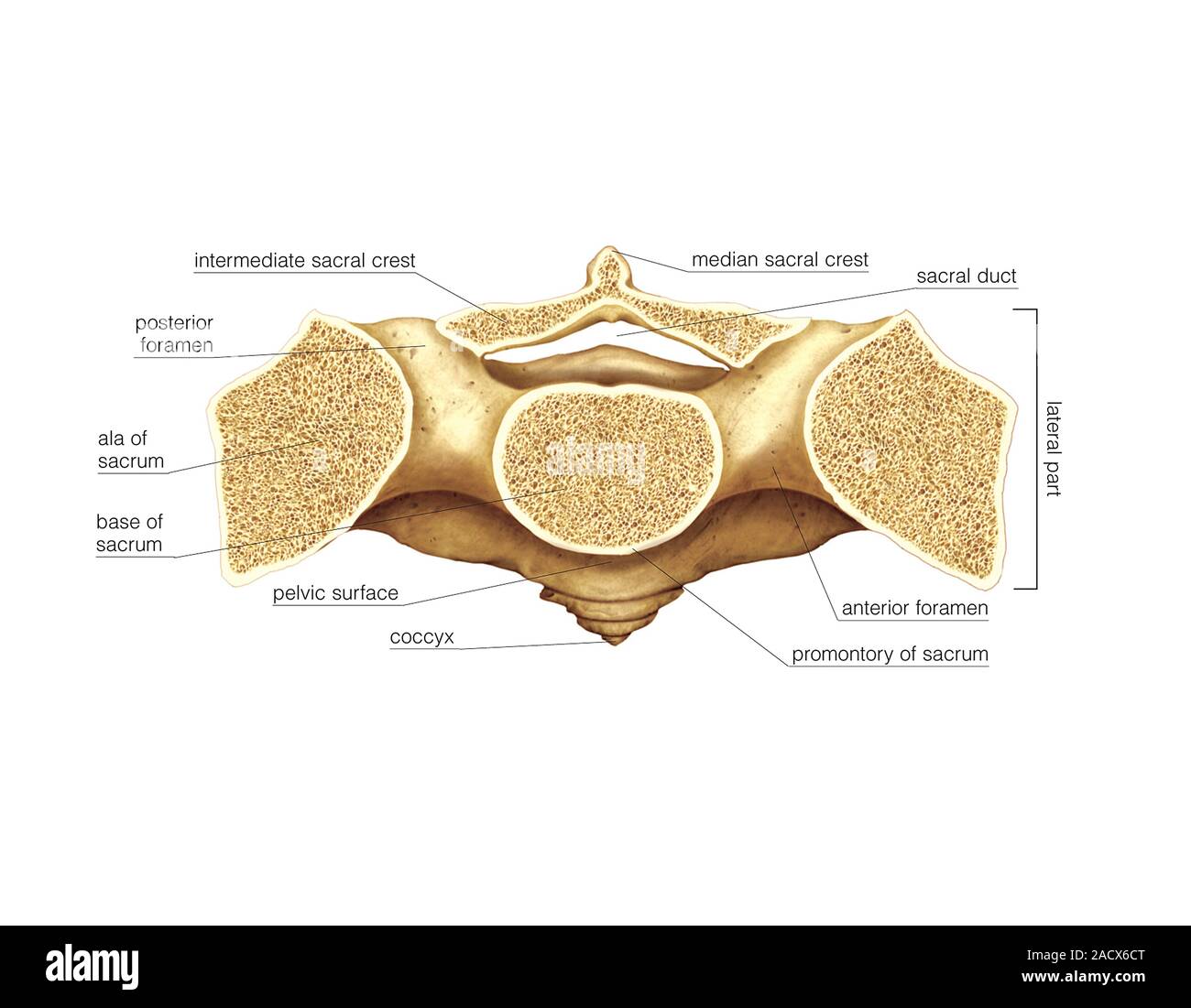Illustration of the sacrum of vertebral column. This superior view ...