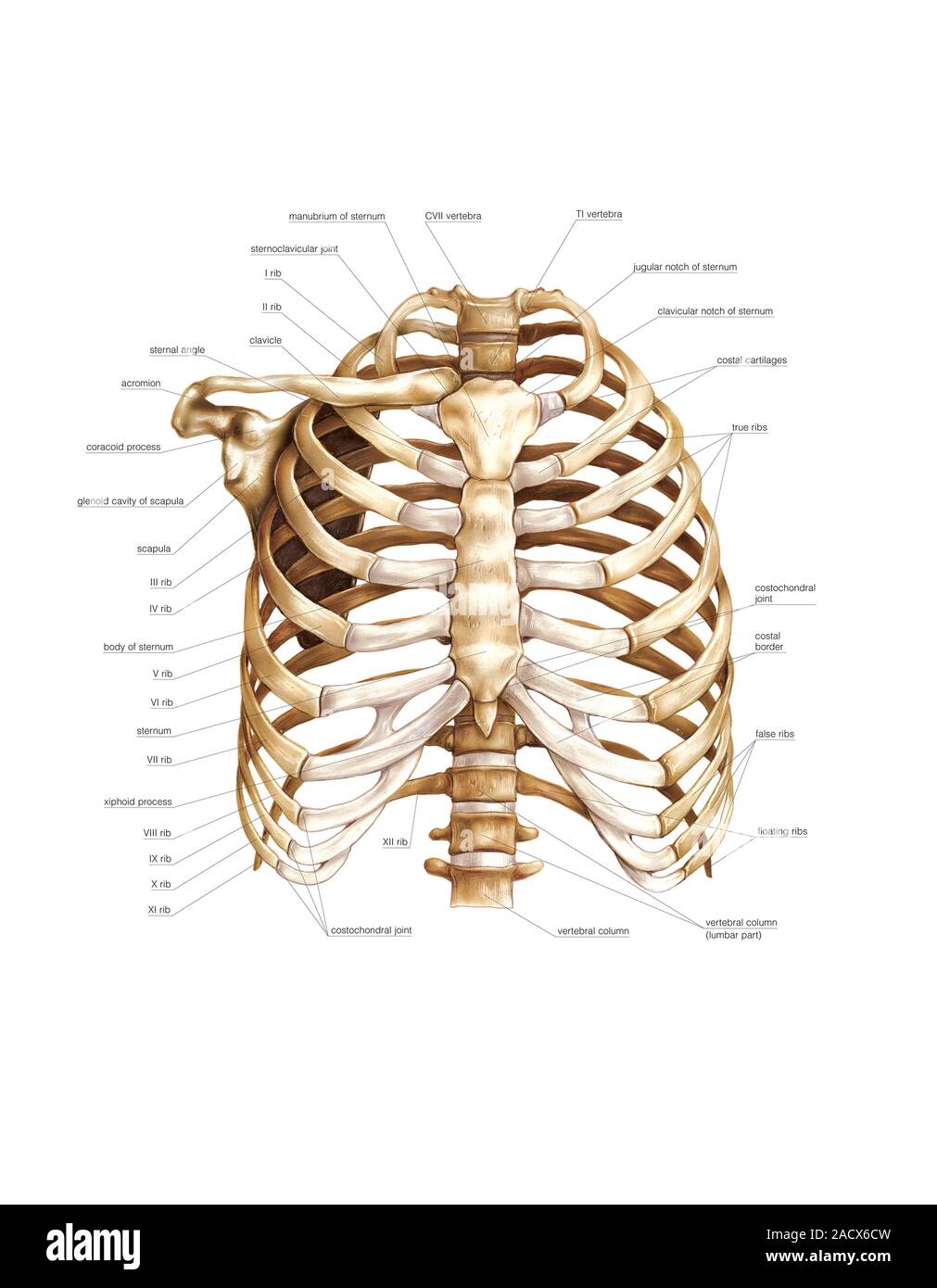 Muscles Of Anterior Thoracic Wall Photograph By Asklepios