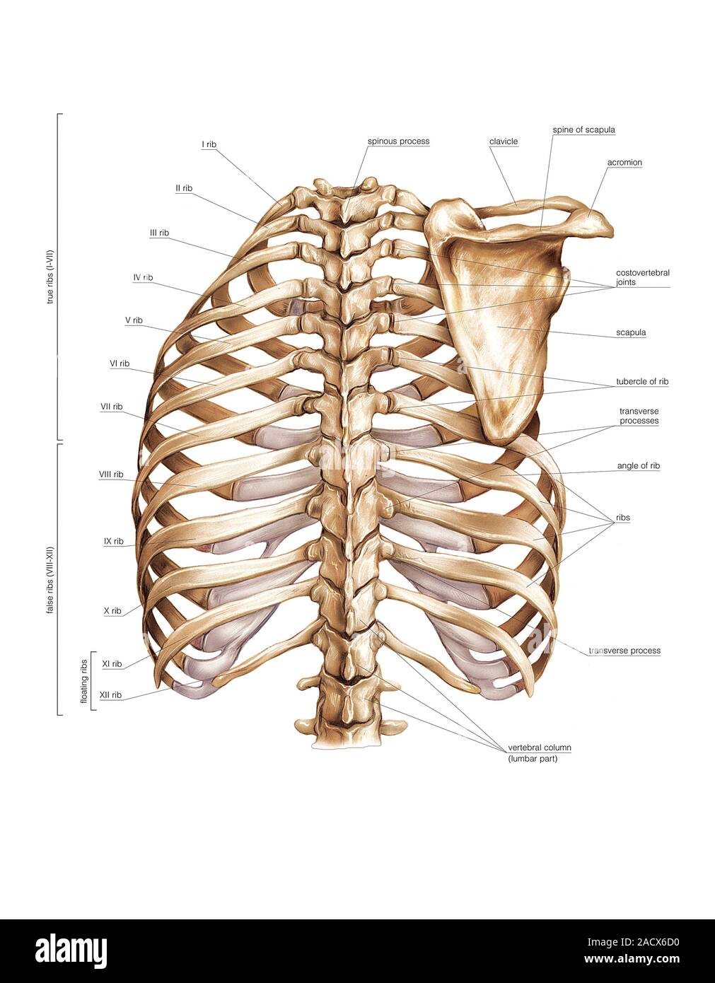 Illustration of the trunk with the thoracic cavity. This posterior view ...