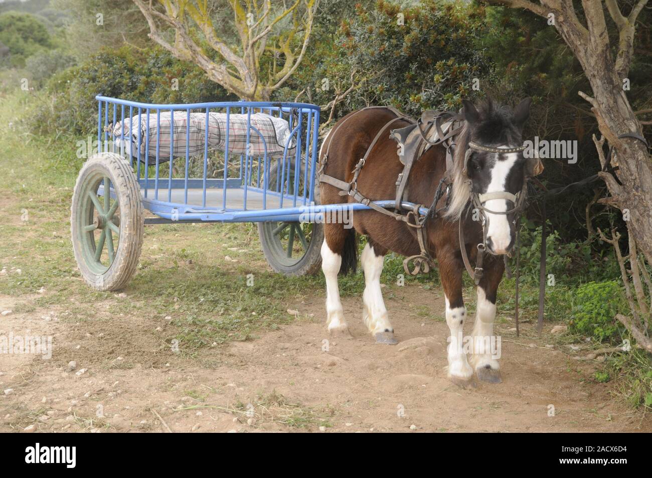 Mallorca donkey hi-res stock photography and images - Alamy