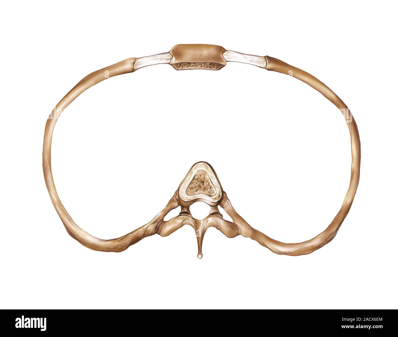 Muscles Of Anterior Thoracic Wall Photograph By Asklepios