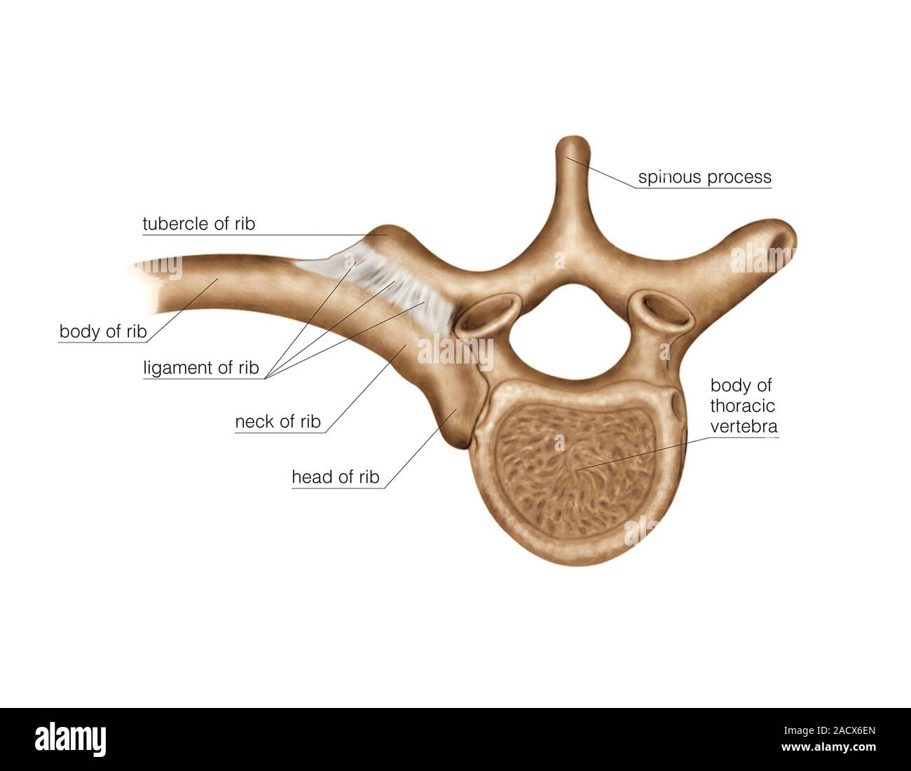 Costovertebral Articulations Prohealthsys, 56% OFF