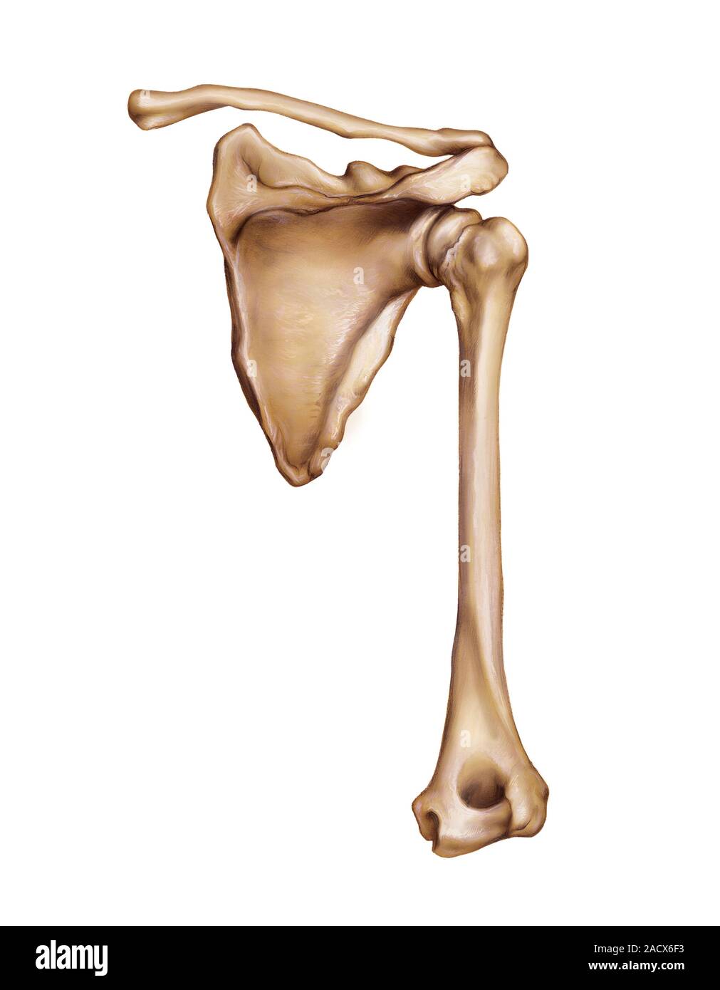 Illustration of the shoulder and the arm of upper limp. This left view ...