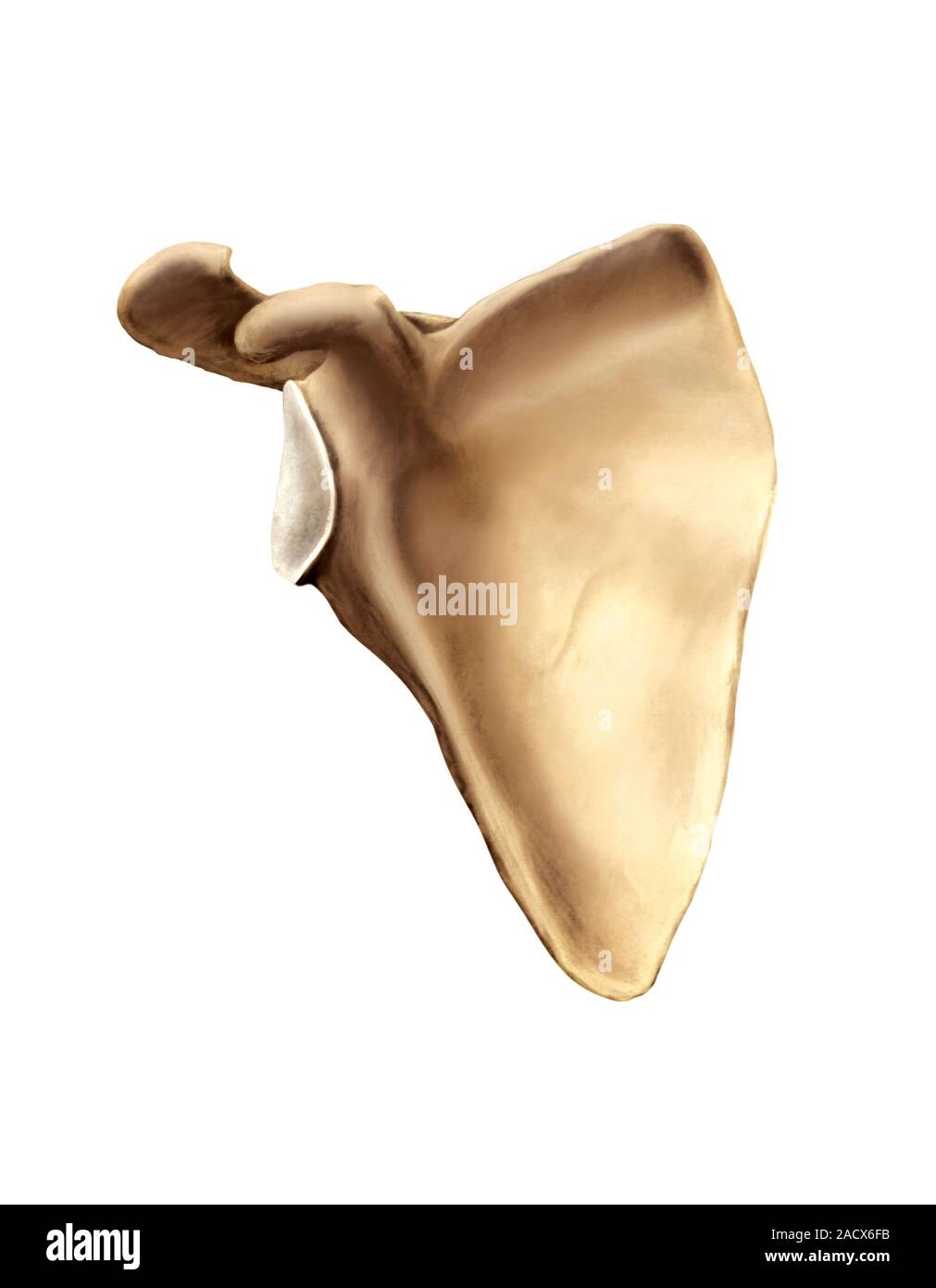 Illustration of the scapula of upper limp. This anterior view ...