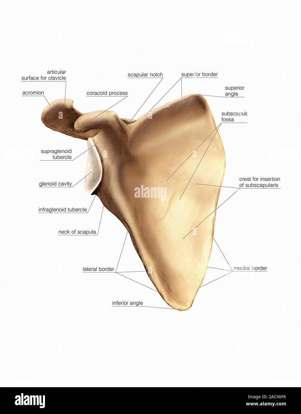 Illustration of the scapula of upper limp. This anterior view labelled ...