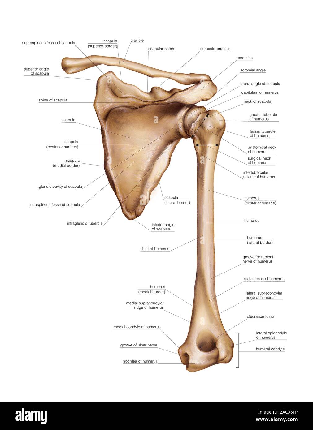 Illustration of the shoulder and the arm of upper limp. This left view ...