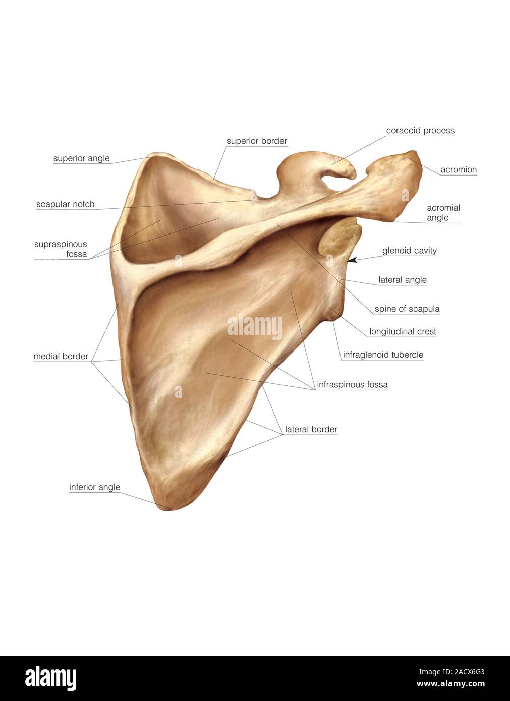 Illustration of the scapula of upper limp. This posterior view labelled ...