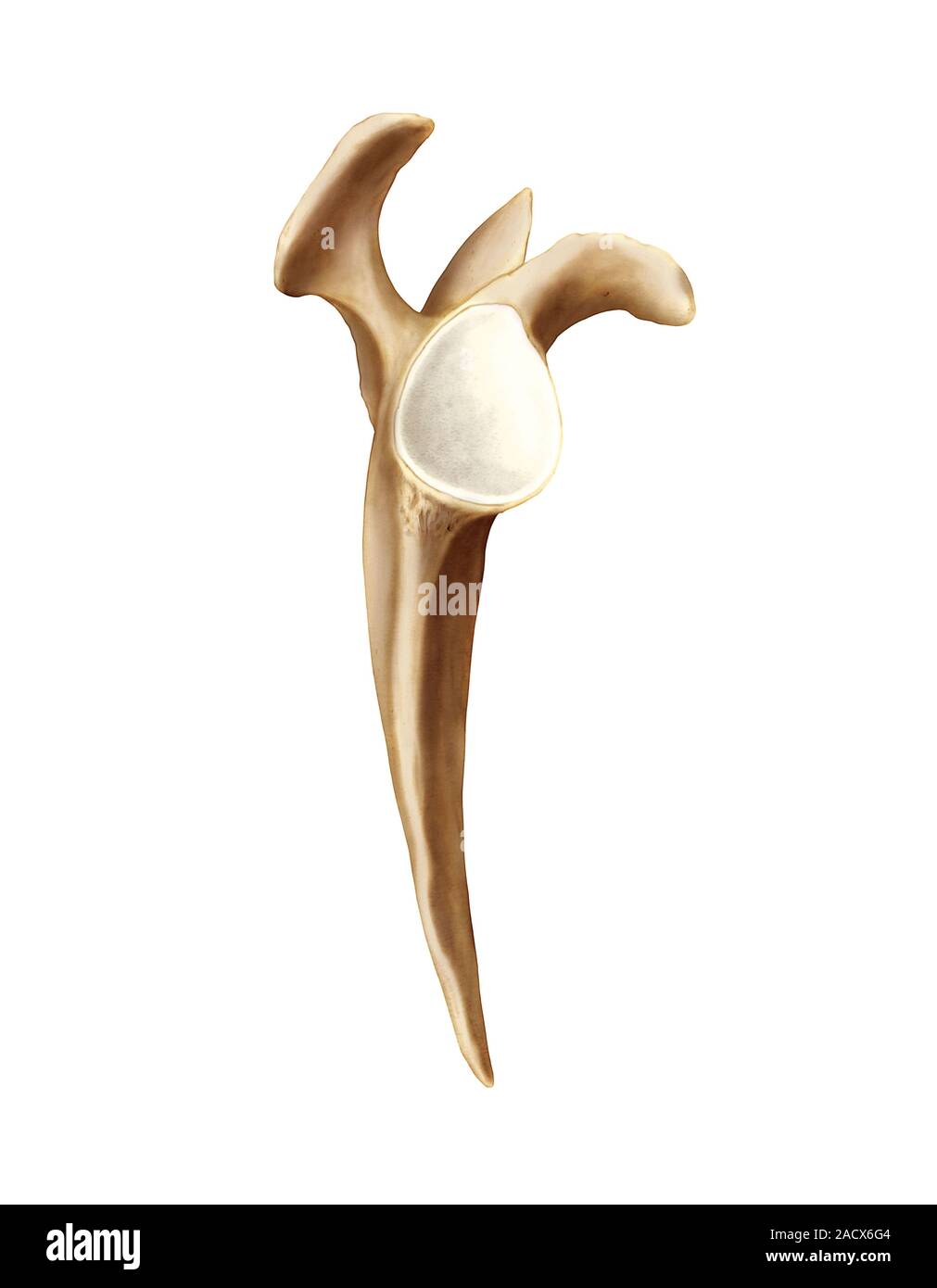 Illustration of the scapula of upper limp. This right lateral view ...