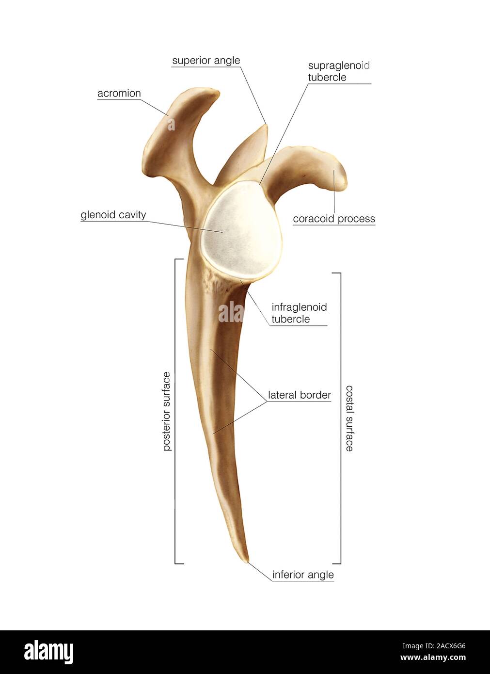Illustration of the scapula of upper limp. This right lateral view ...
