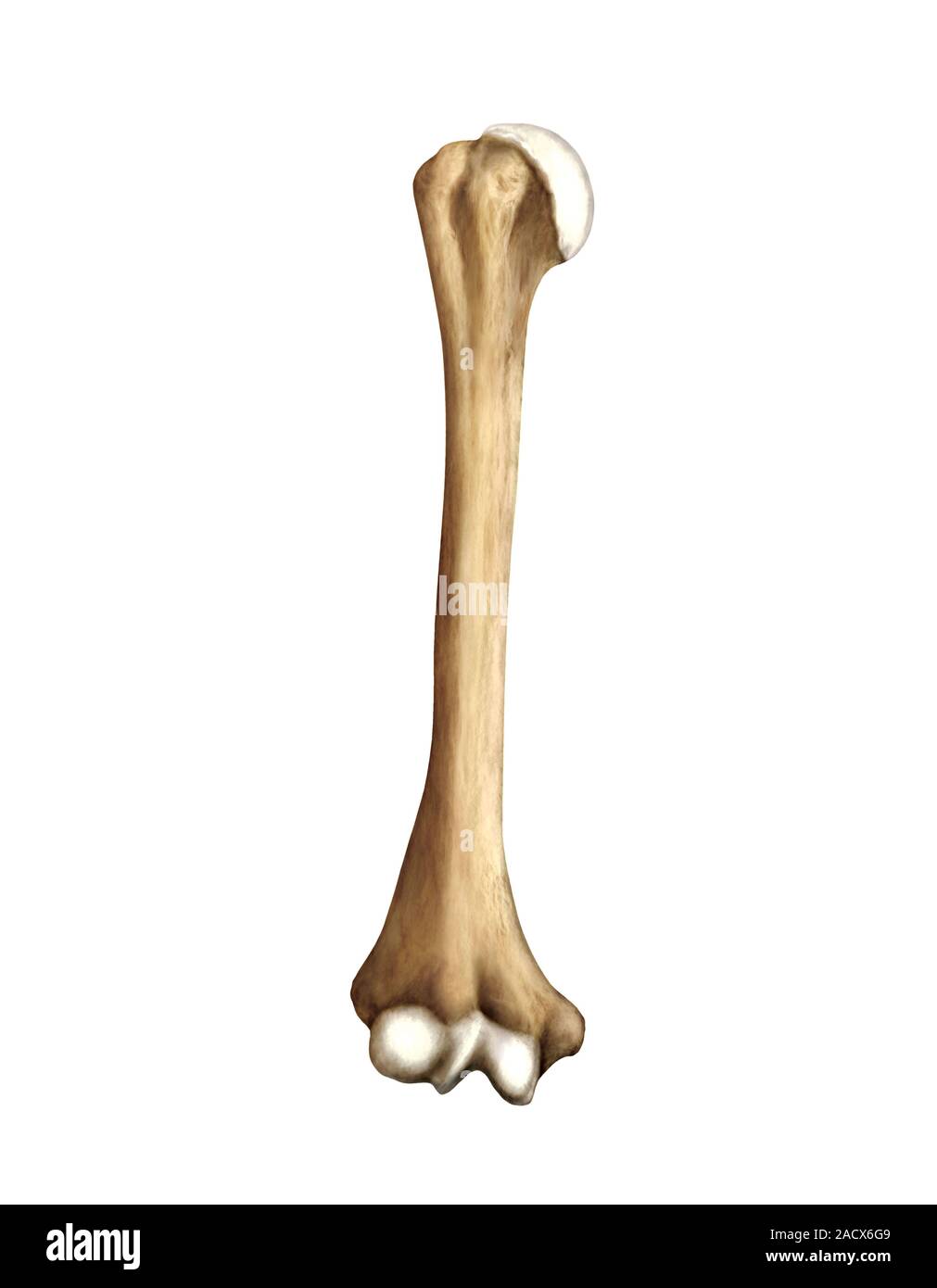 Illustration of the Humerus. This anterior view illustration is from ...