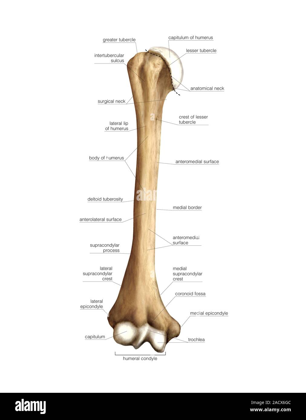 Illustration of the Humerus. This anterior view labelled illustration ...