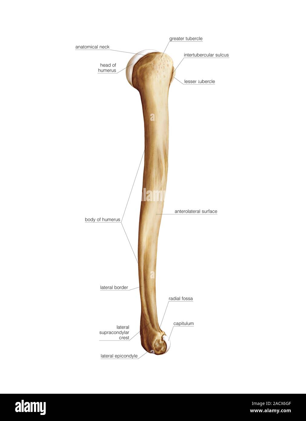 Illustration of the Humerus. This lateral view labelled illustration is ...