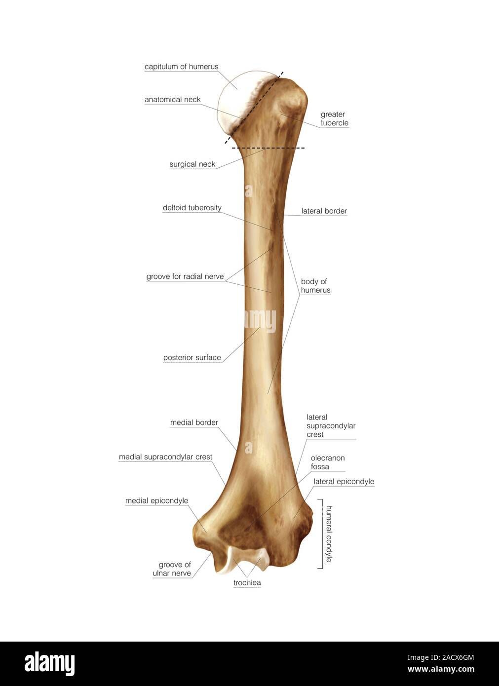 Illustration of the Humerus. This posterior view labelled illustration ...