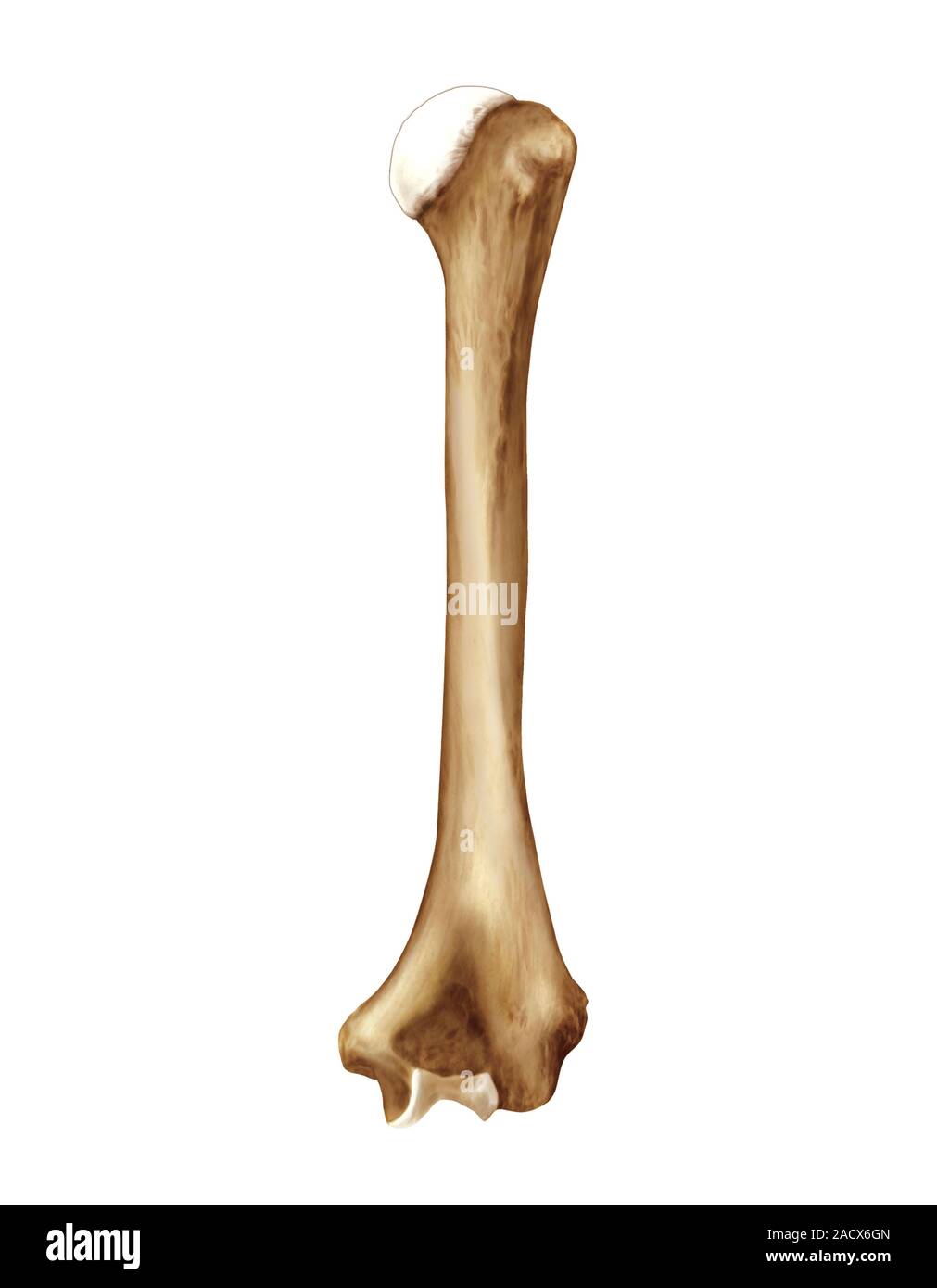 Illustration of the Humerus. This posterior view illustration is from ...