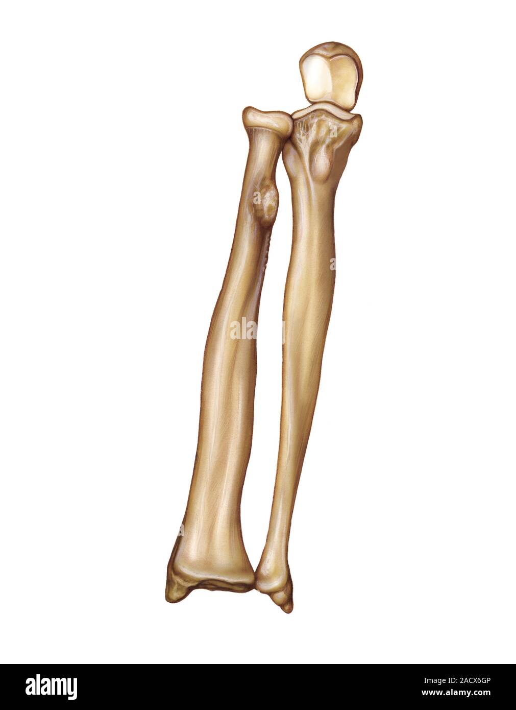 Illustration of the bones of forearm. This anterior view illustration ...