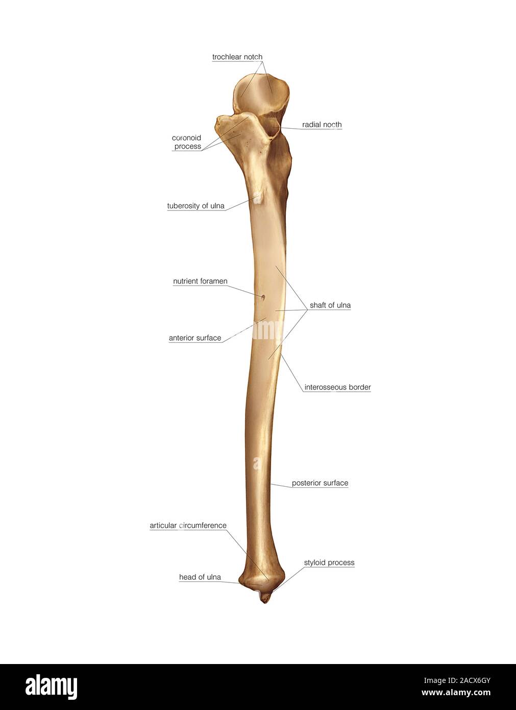 Illustration of the ulna bone. This anterior view labelled illustration ...