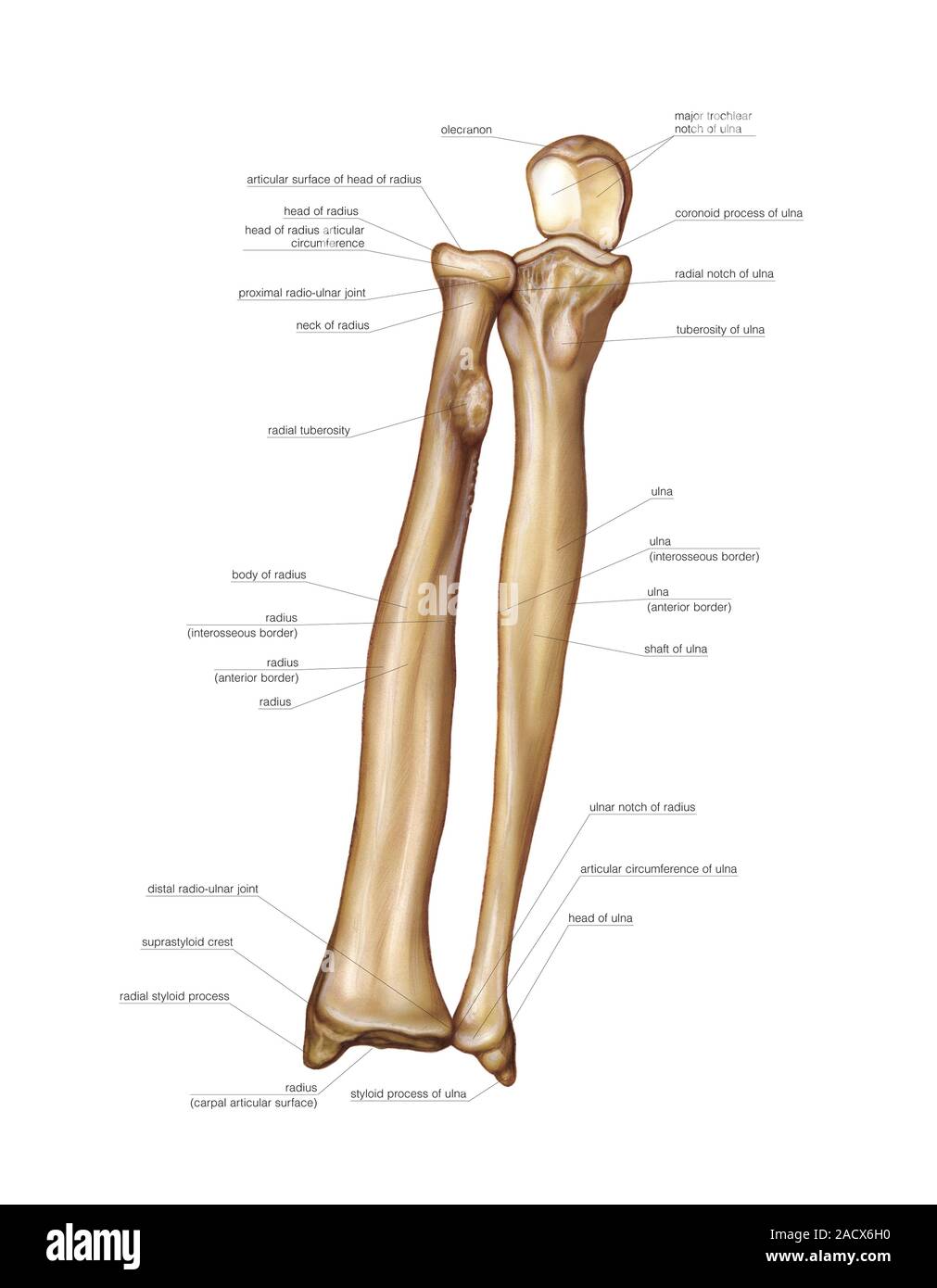 Illustration of the bones of forearm. This anterior view labelled ...