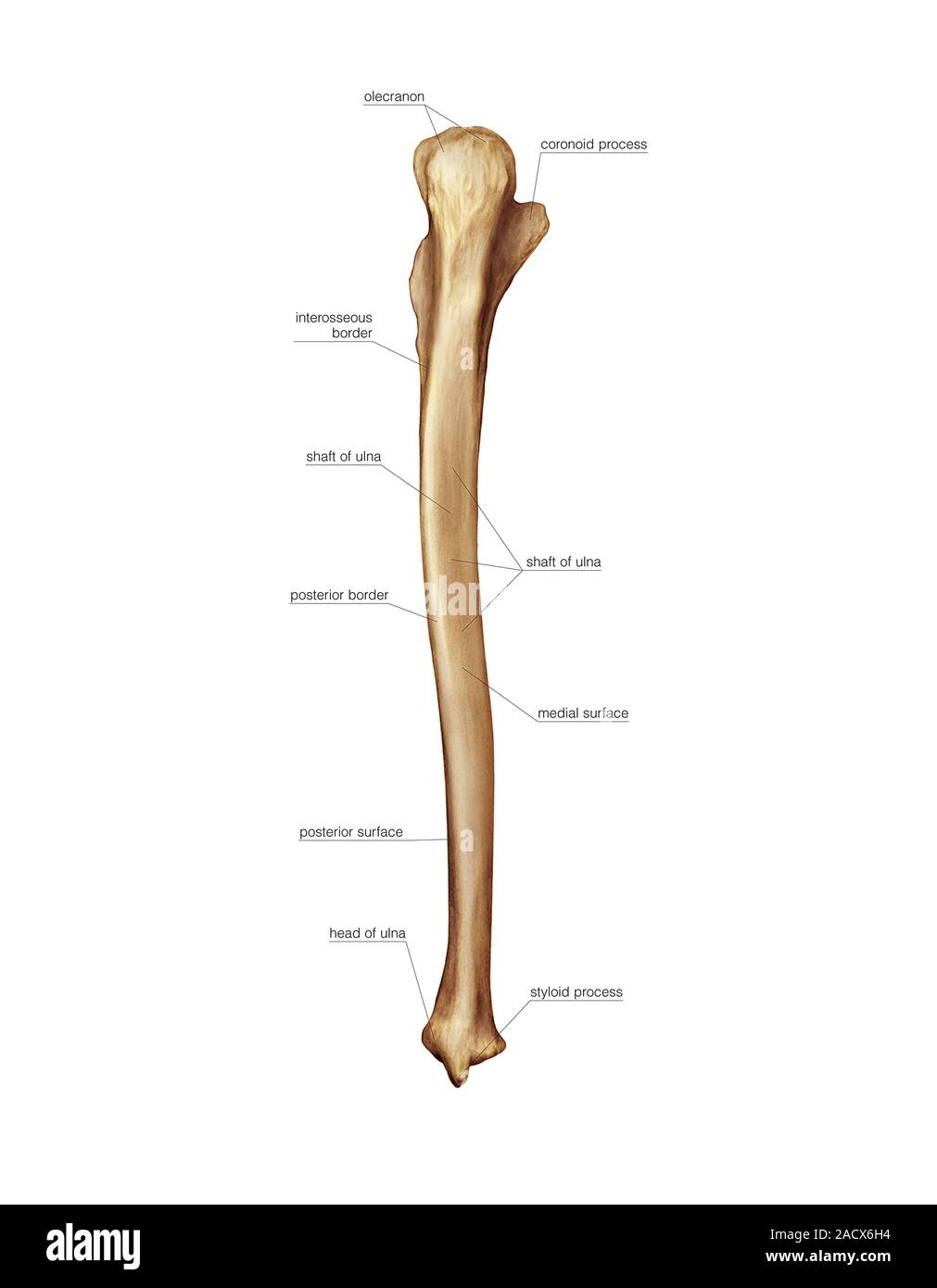 Illustration of the ulna bone. This posterior view labelled ...