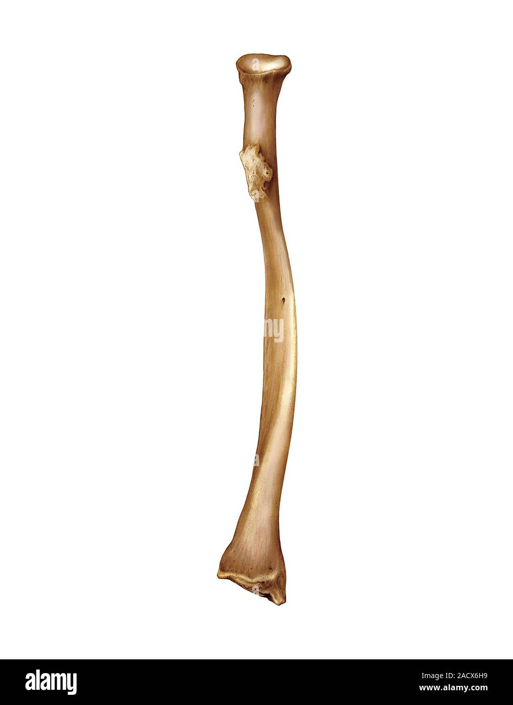 Illustration of the radius bone. This anterior view illustration is ...