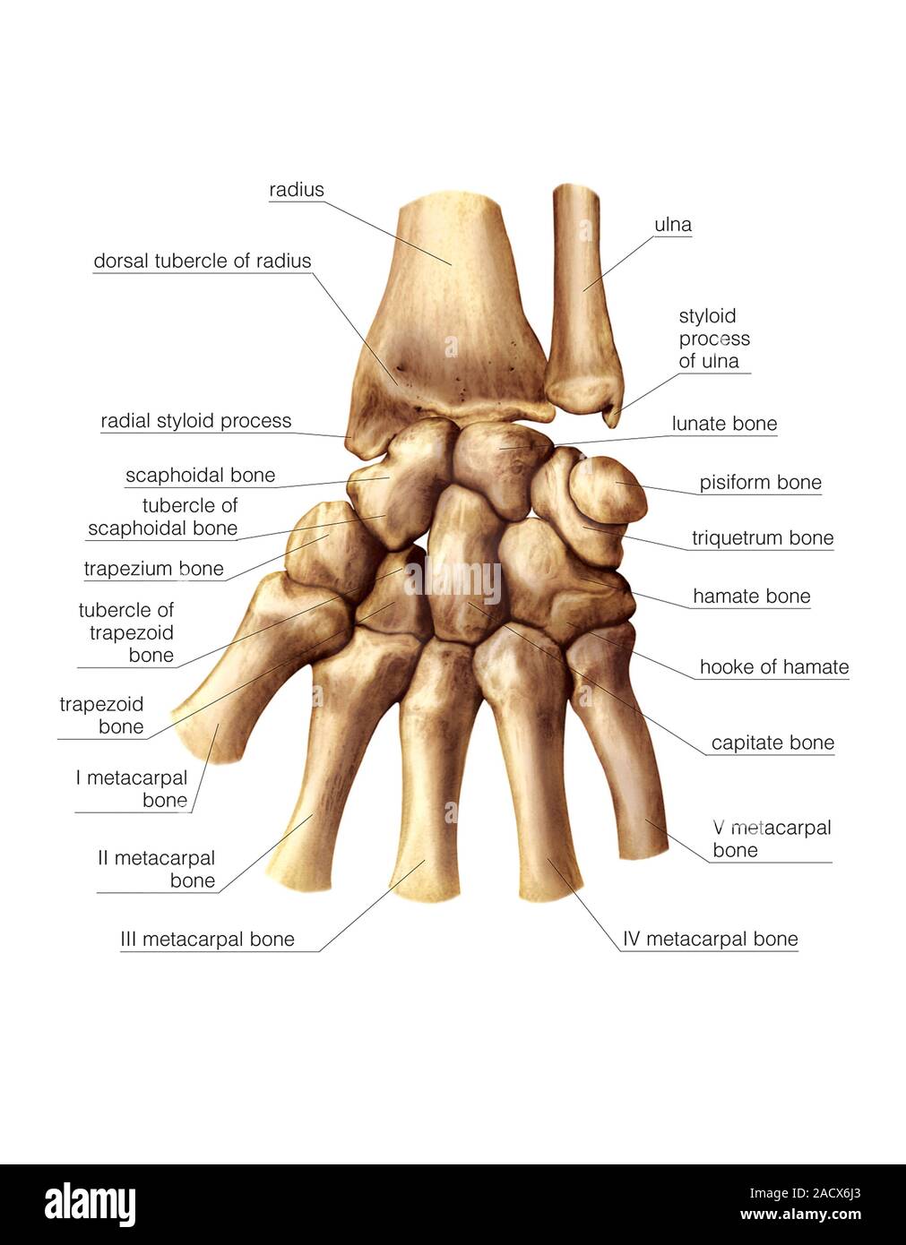 Illustration of the bones of wrist and metacarpus. This right hand anterior or palmar view ...