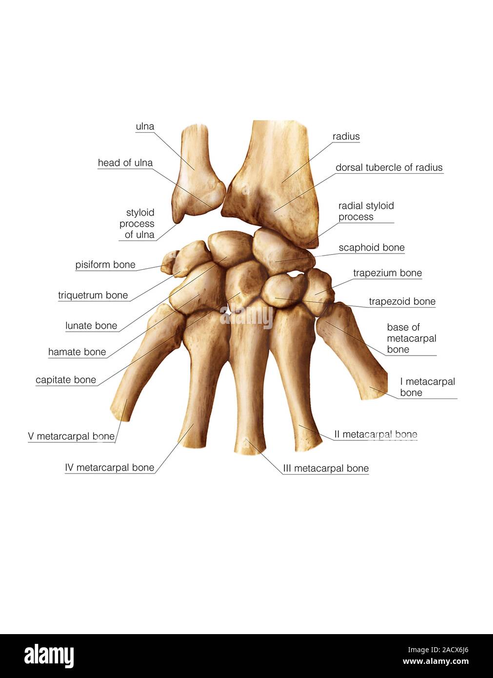 Illustration of the bones of wrist and metacarpus. This right hand posterior or dorsal view ...