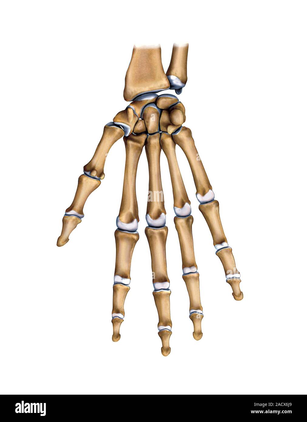 Illustration of the bones hand. This right hand palmar view ...