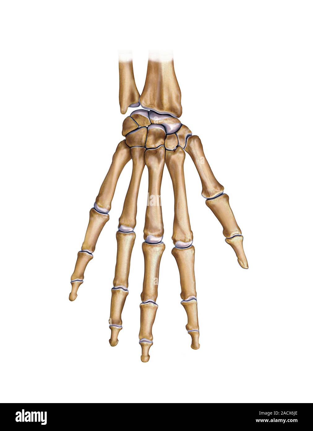 Illustration Of The Bones Hand This Right Hand Dorsal View Illustration Is From Asklepios