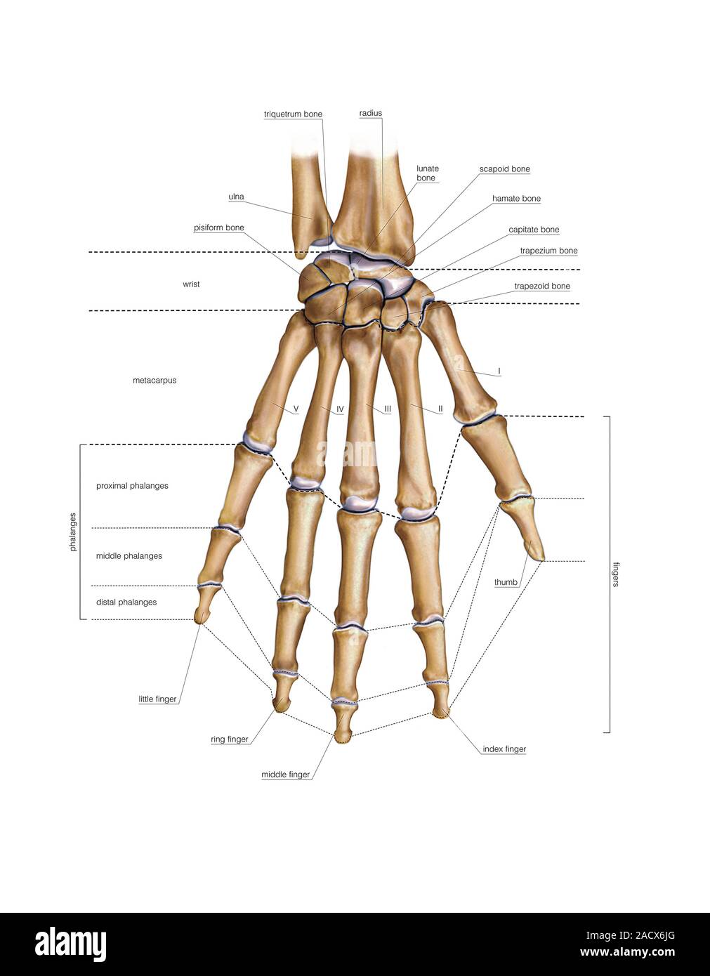 Illustration of the bones hand. This right hand dorsal view labelled ...