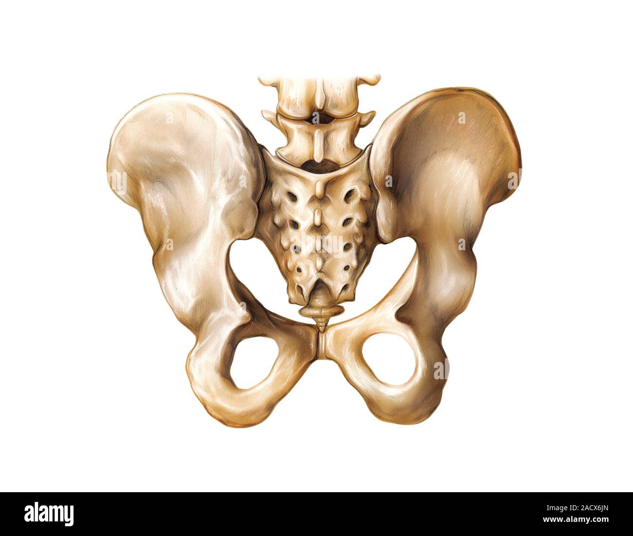 Illustration of the Pelvis. This anterior view illustration is from ...