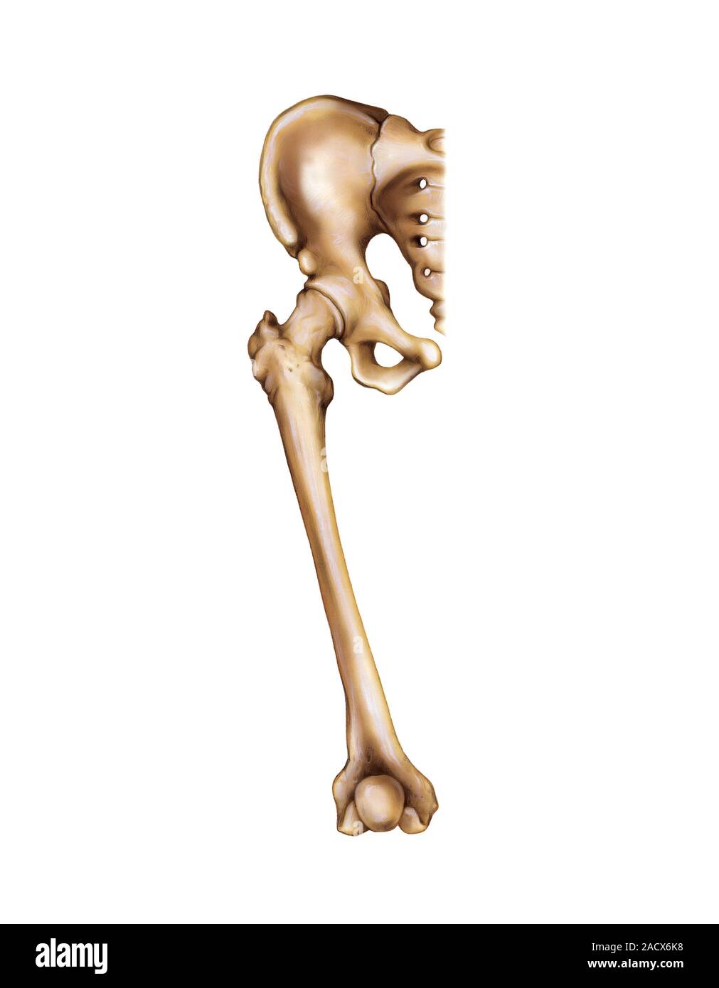 Illustration of thigh and knee bones. This right lower limb ...
