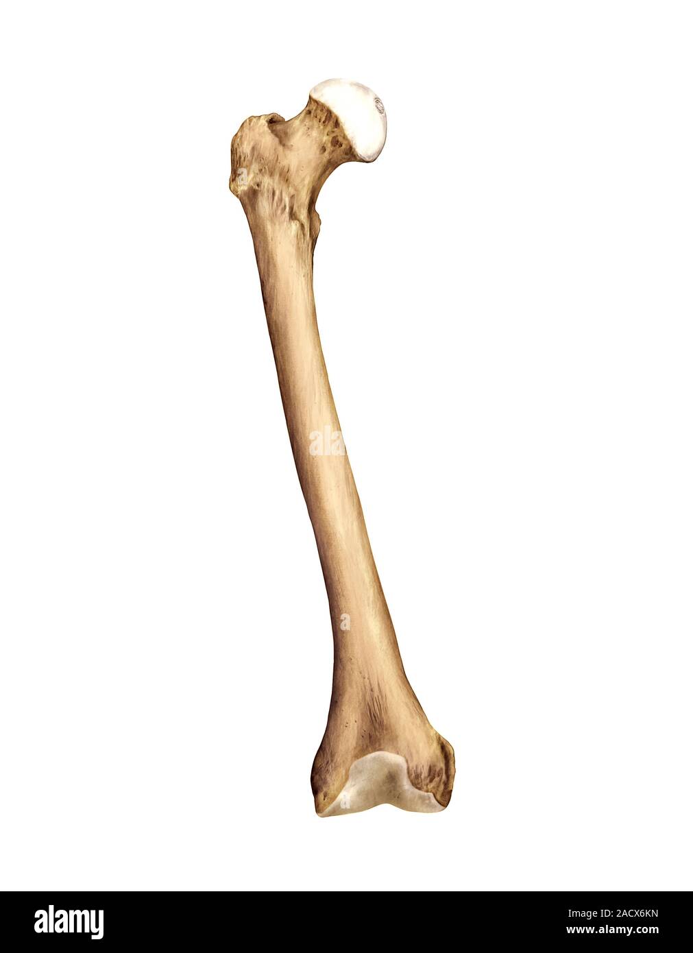 Illustration of femur. This anterior view illustration is from ...