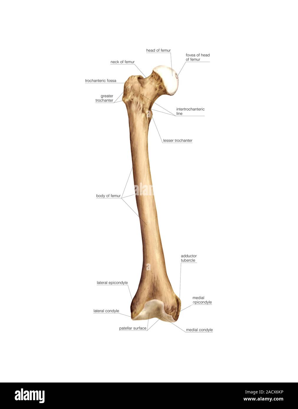 Illustration of femur. This anterior view labelled illustration is from ...