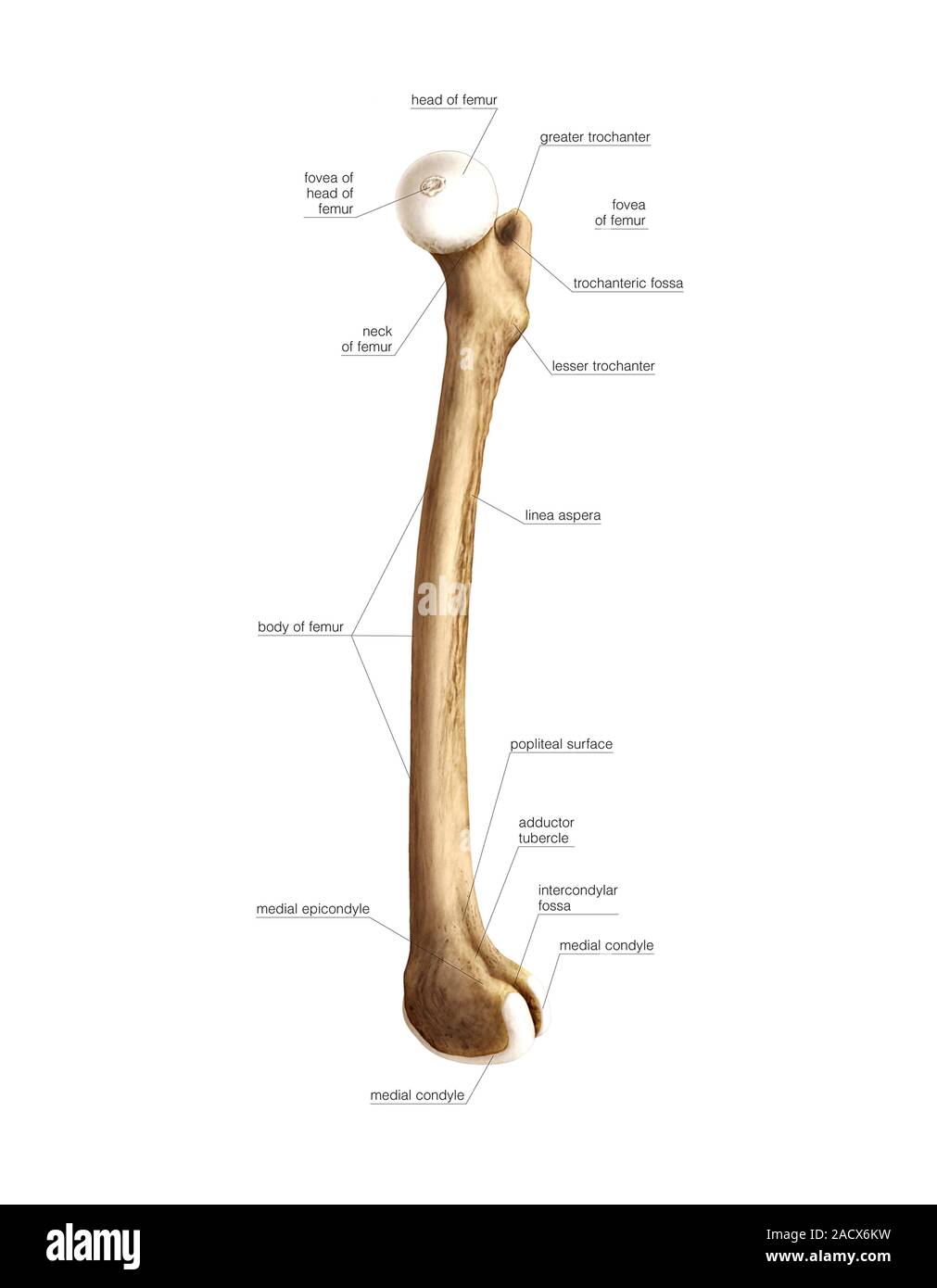 Illustration of femur. This lateral view labelled illustration is from ...