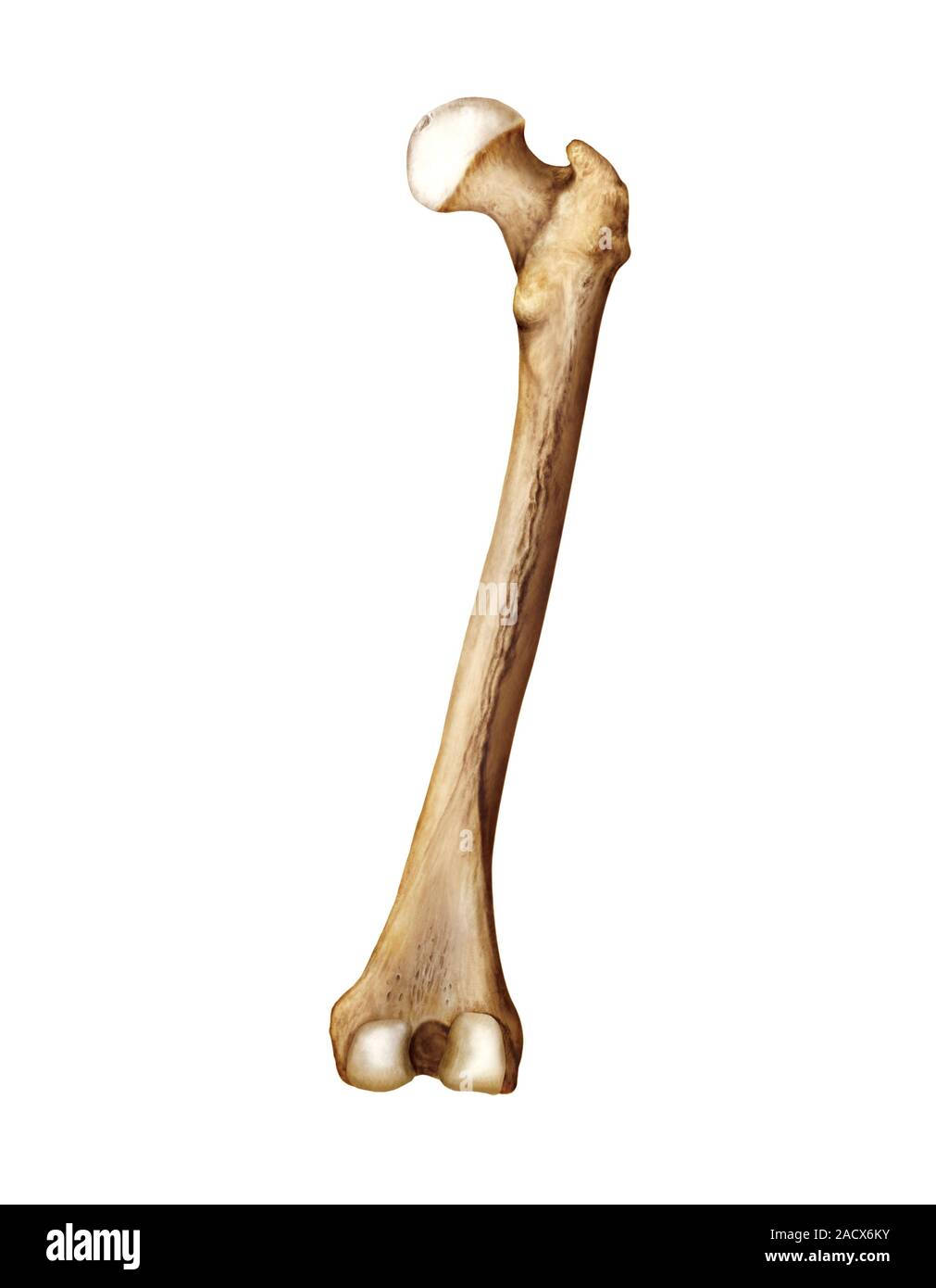 Illustration of femur. This posterior view illustration is from ...