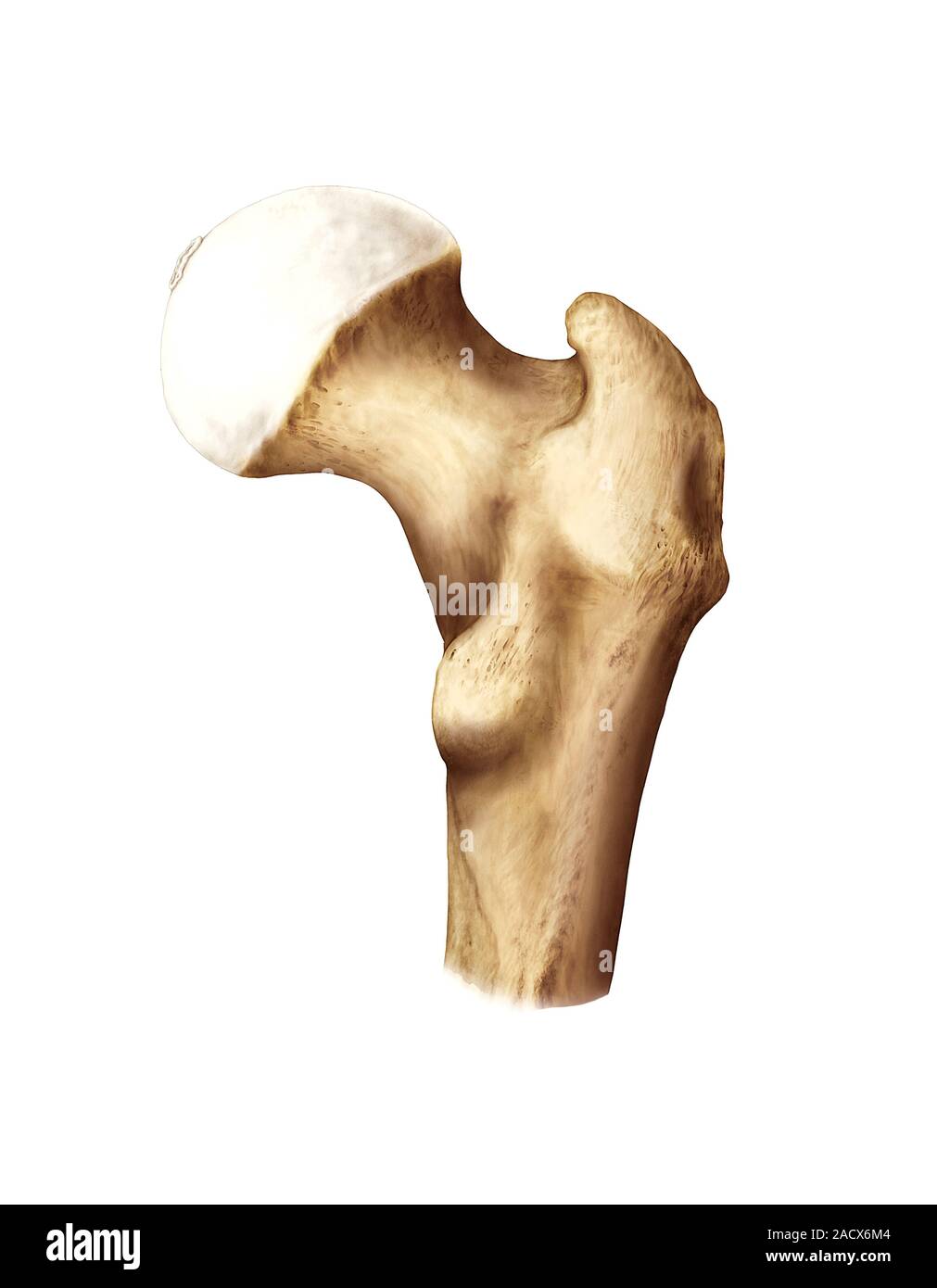 Illustration of proximal extremity area of the femur. This posterior ...