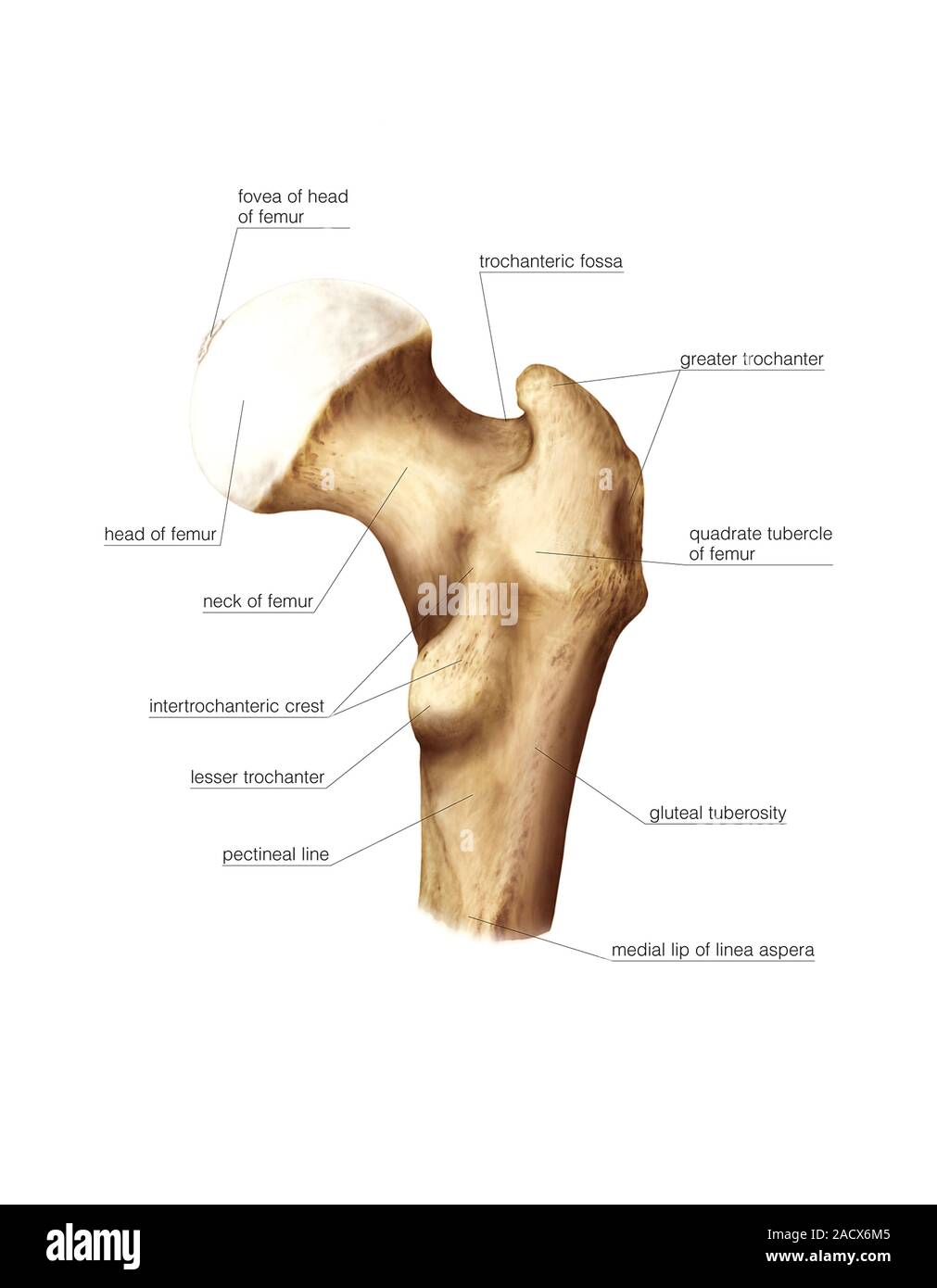 Illustration of proximal extremity area of the femur. This posterior ...
