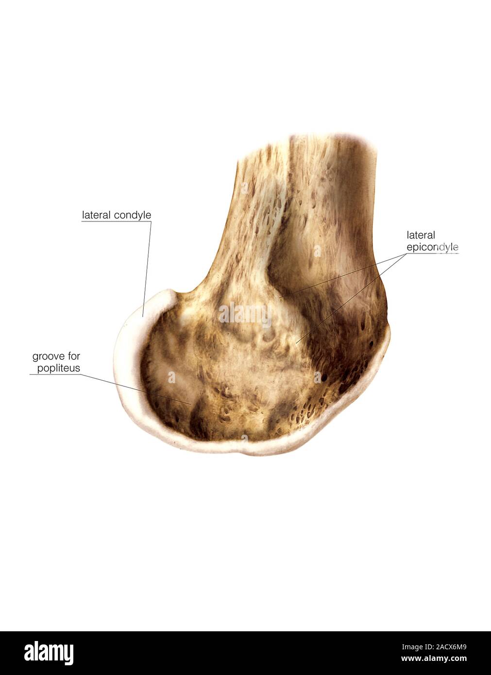 Illustration of distal extremity area of the femur. This lateral view ...