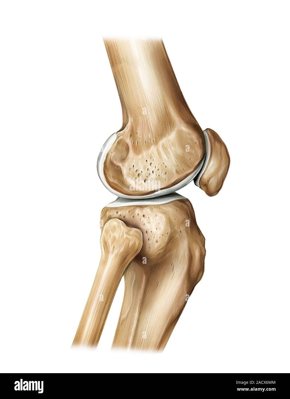Illustration of the knee. This lateral view illustration is from ...