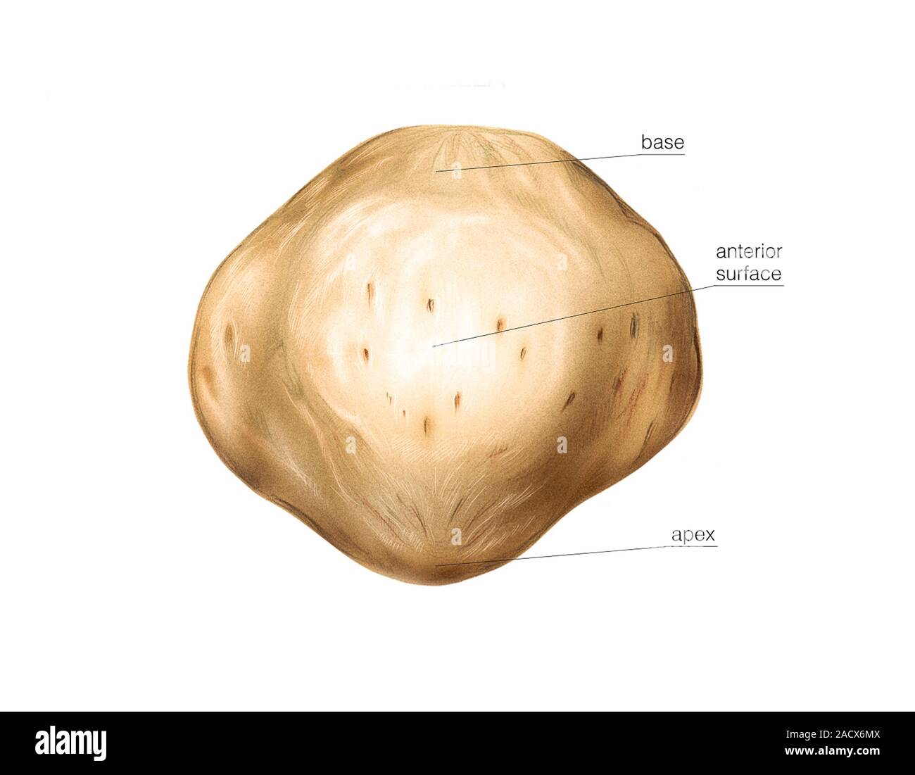 Illustration of the patella. This anterior view labelled illustration ...