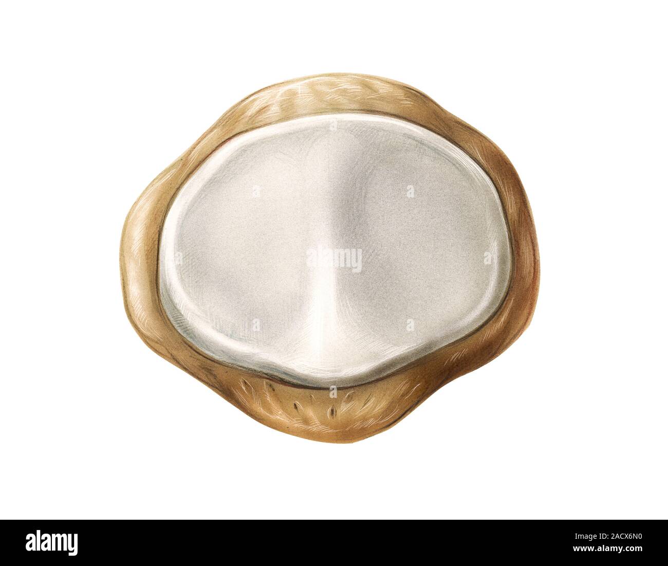 Illustration of the patella. This posterior view illustration is from ...