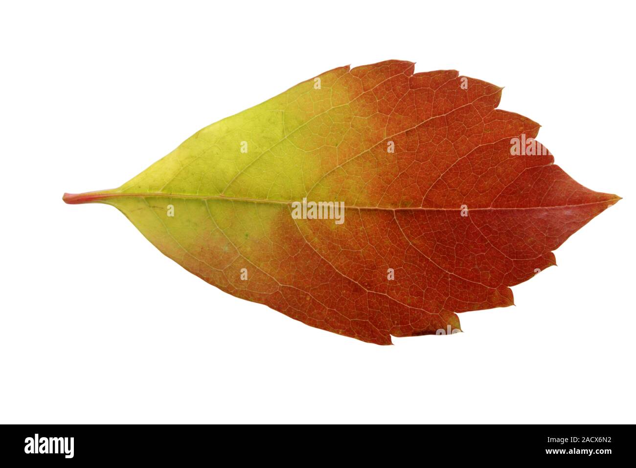 Spinning leaf Cut Out Stock Images & Pictures - Alamy